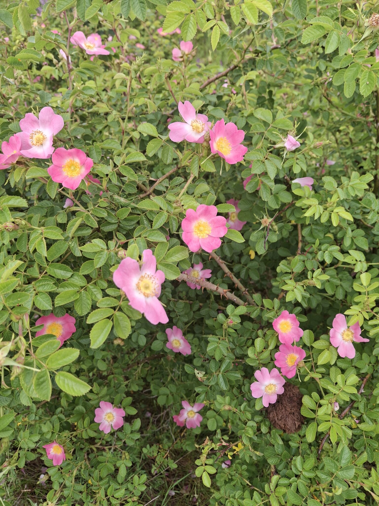 Wildrosen im Südharz – Biosphärenreservat Karstlandschaft Südharz